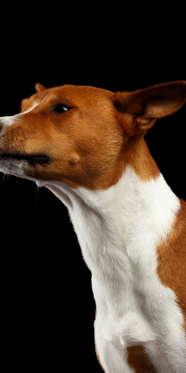 Free Basenji 4K Wallpapers & Desktop HD Backgrounds for PC