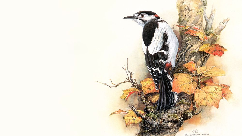 Great Spotted Woodpecker PC wallpaper - Free Download