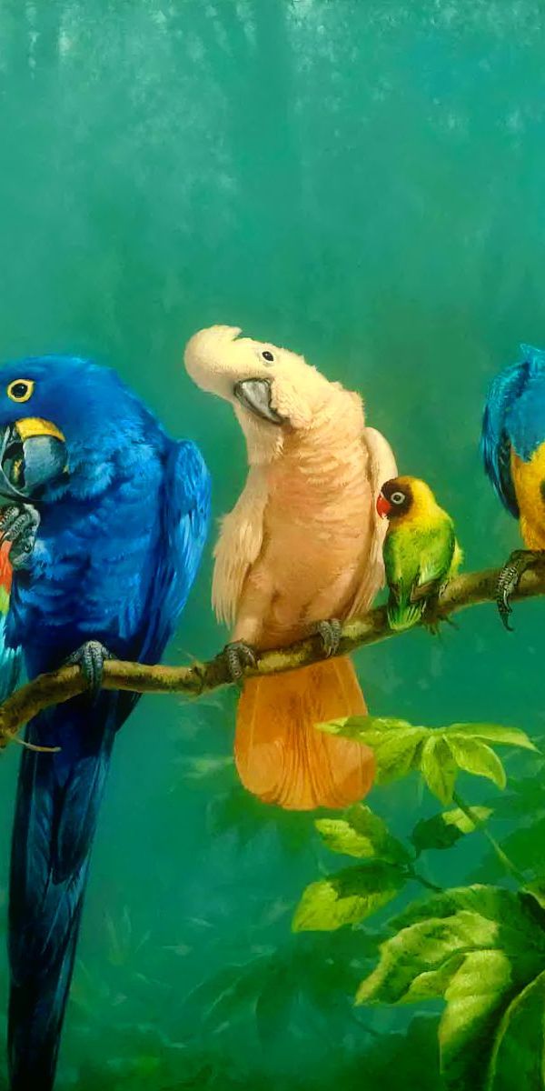 Free Cockatoo 4K Wallpapers & Desktop HD Backgrounds for PC