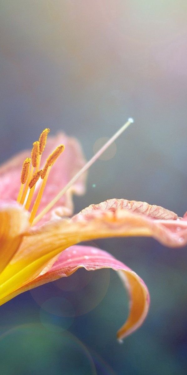 Free Curved 4K Wallpapers & Desktop HD Backgrounds for PC