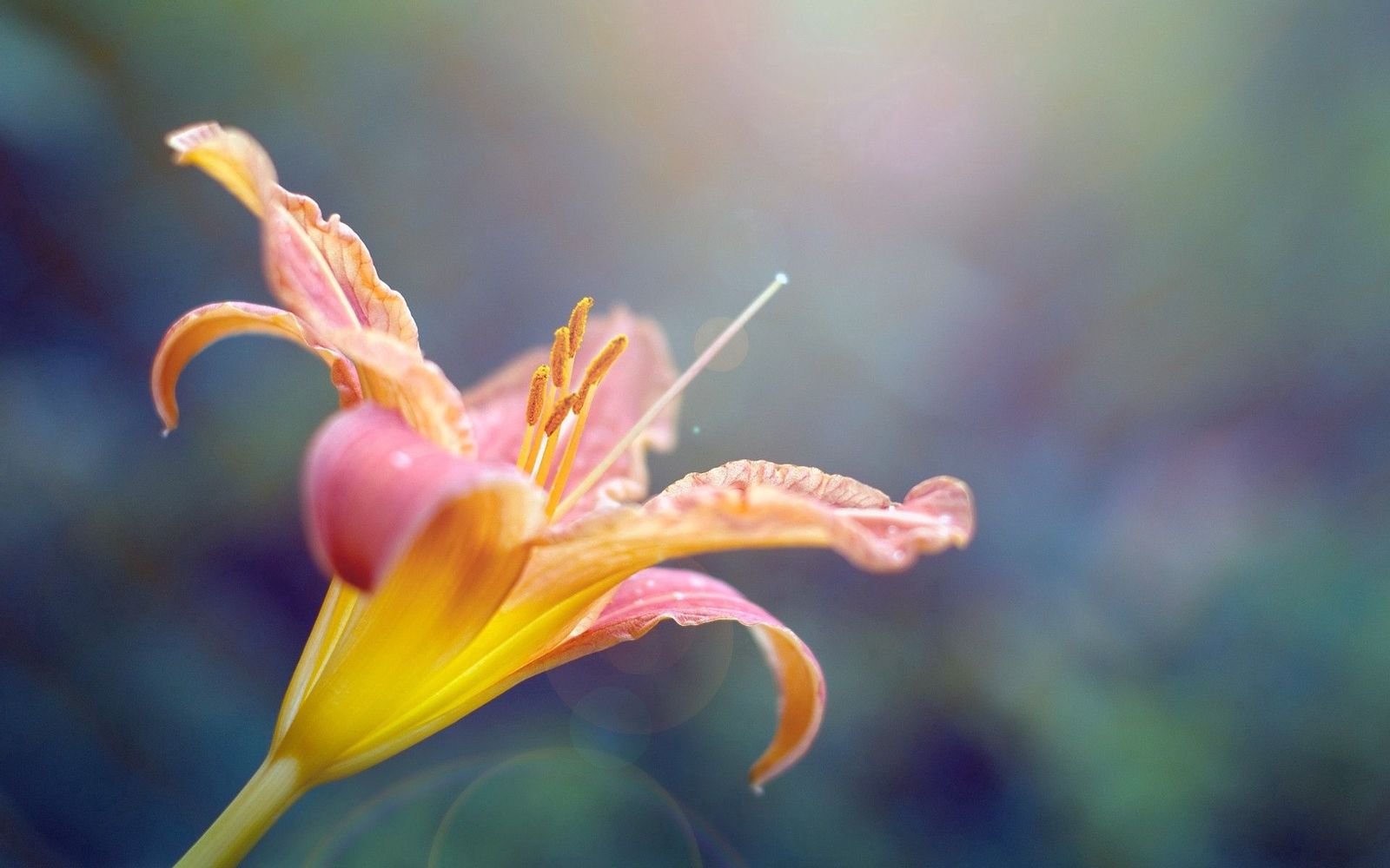 Free Curved 4K Wallpapers & Desktop HD Backgrounds for PC