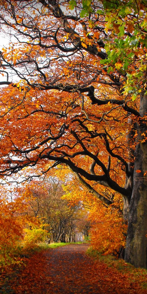 Desktop wallpaper: Man Made, Path, Fall, Park, Tree 4K free download ...