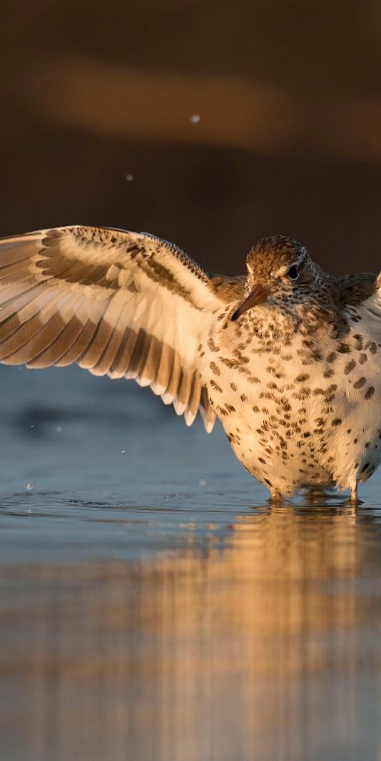 Spotted Sandpiper Phone Wallpapers: Free 4K & HD Downloads | mob.org