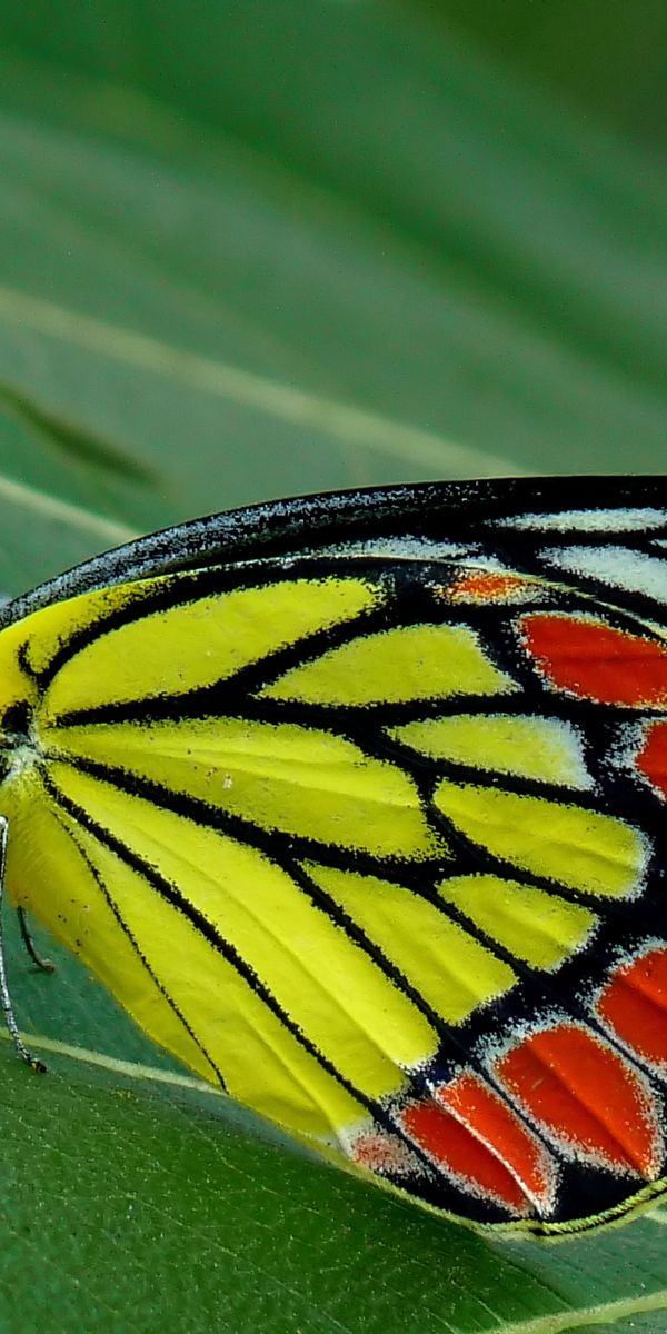 Free Common Jezebel 4K Wallpapers & Desktop HD Backgrounds for PC