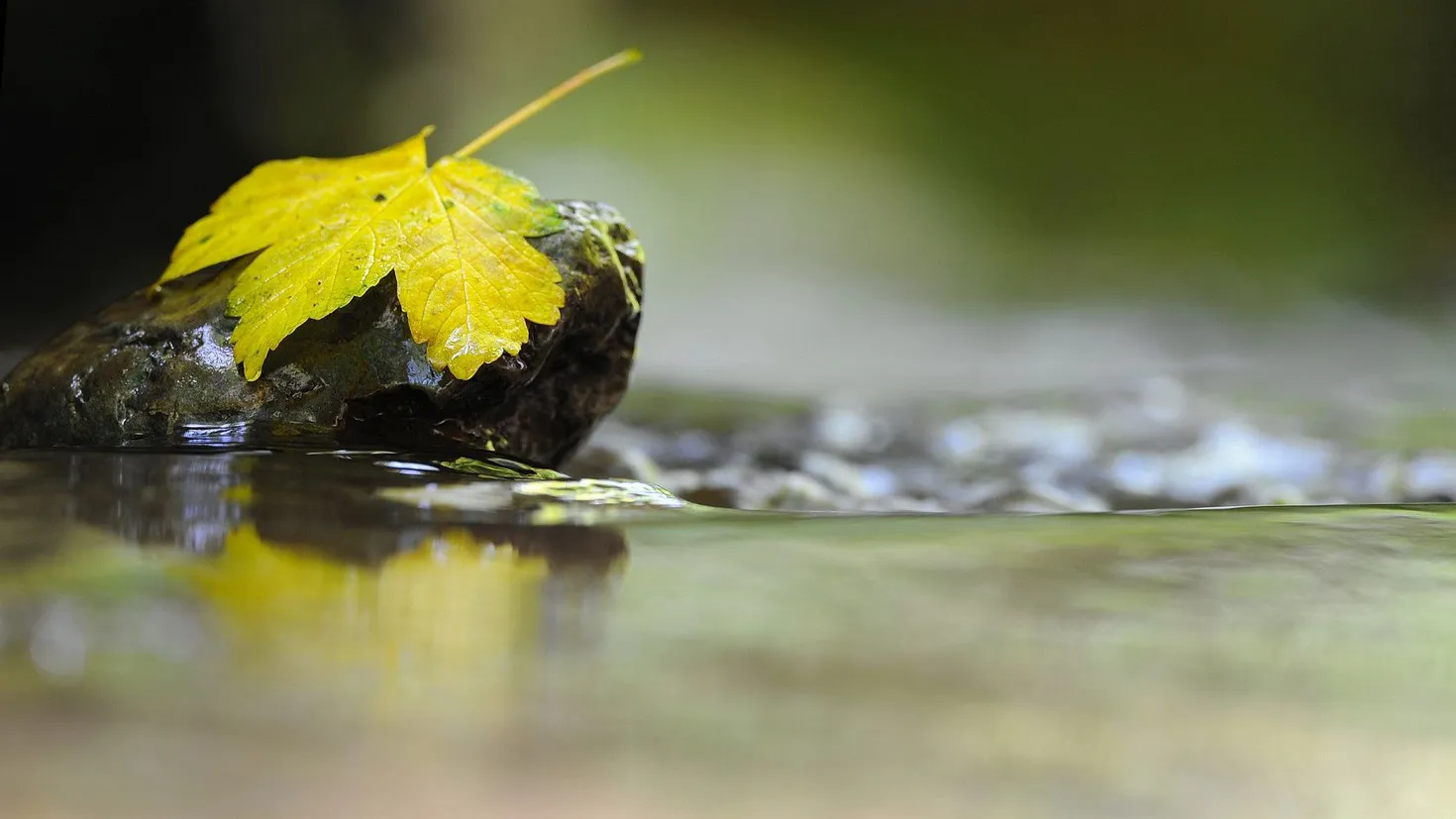 Fond d'écran HD: Eau, Macro, Liquide, Feuille, Pierre, Un Rocher ...