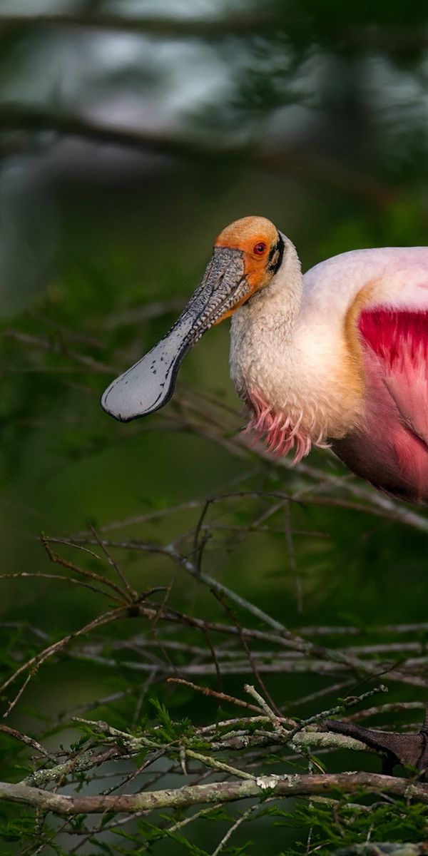 Free Spoonbill 4K Wallpapers & Desktop HD Backgrounds for PC