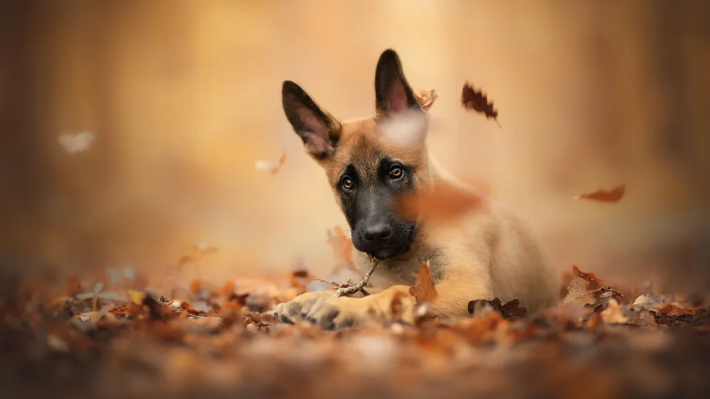 Desktop wallpaper: Animal, Belgian Malinois, Baby Animal, Depth Of ...