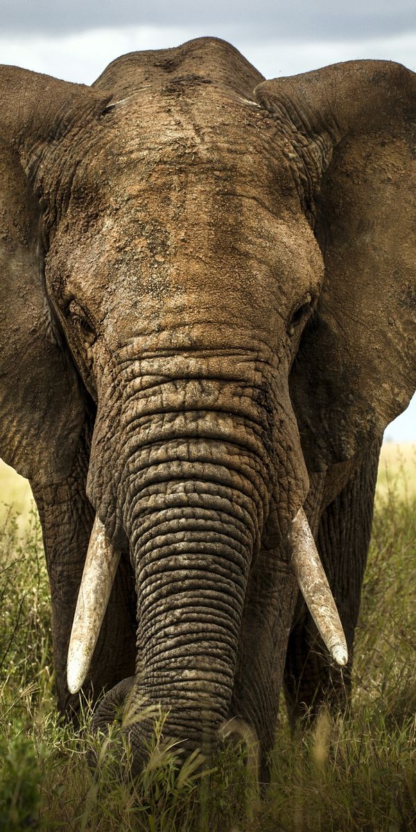 Fondo de pantalla de PC Animales, Hierba, Elefantes, Elefante Africano ...