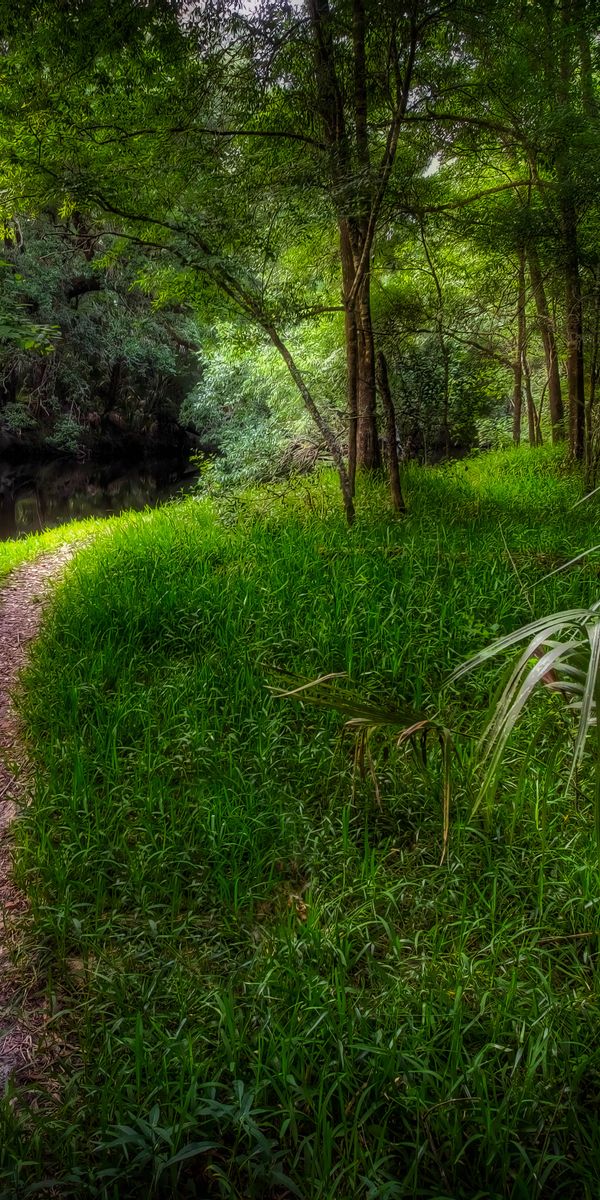 Desktop wallpaper: Grass, Man Made, Path, Forest 4K free download for ...