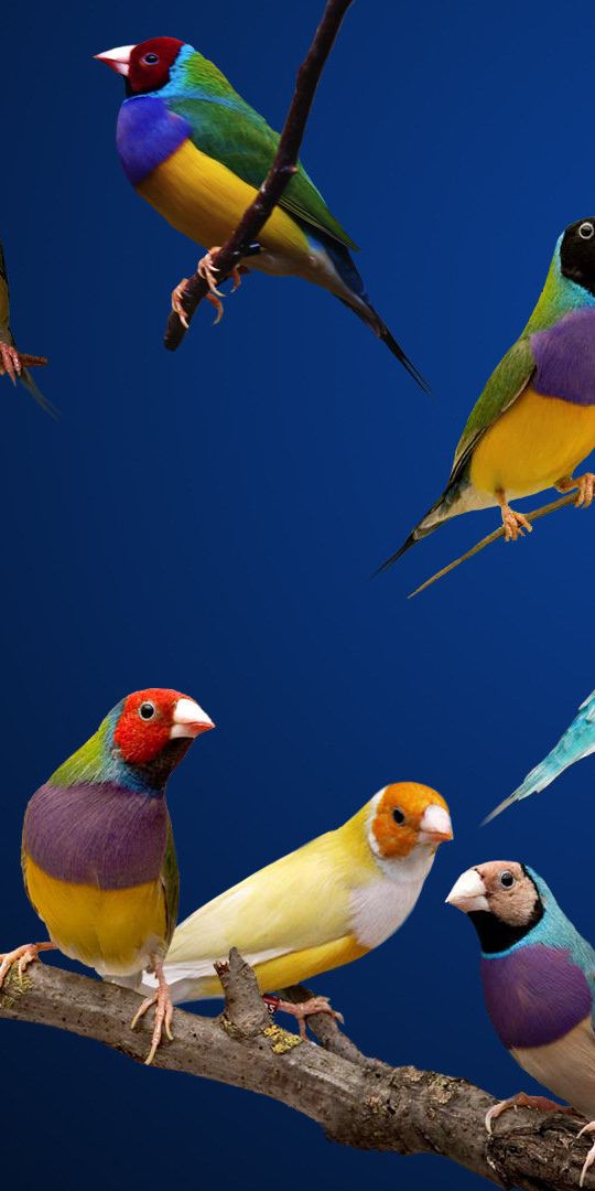 Gouldian Finches Phone Wallpapers: Free 4K & HD Downloads | mob.org