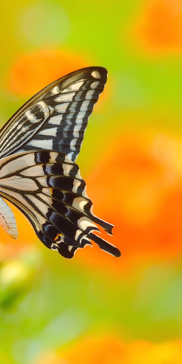 Desktop wallpaper: Butterfly, Animal 4K free download for PC. 618183