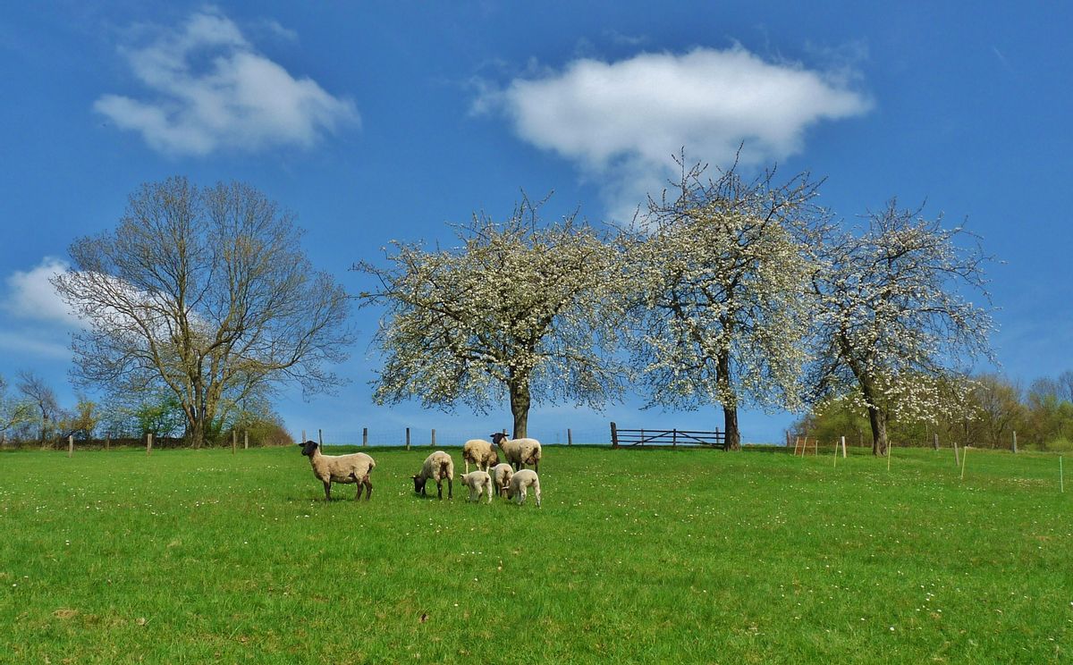 Download "Pasture" wallpapers for mobile phone, free "Pasture" HD pictures
