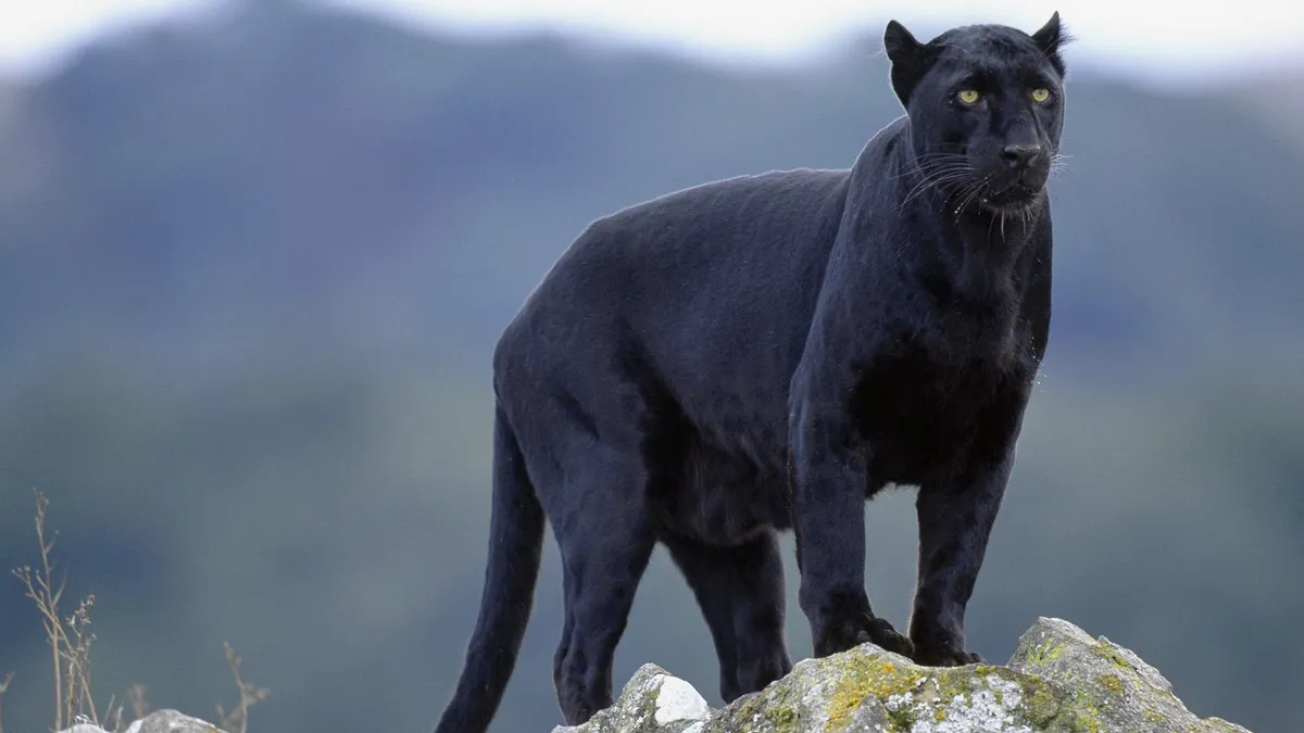 Free Black Panther 4K Wallpapers & Desktop HD Backgrounds for PC