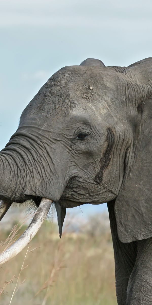 Fondo de pantalla de PC Animales, Elefante Africano De Sabana ...