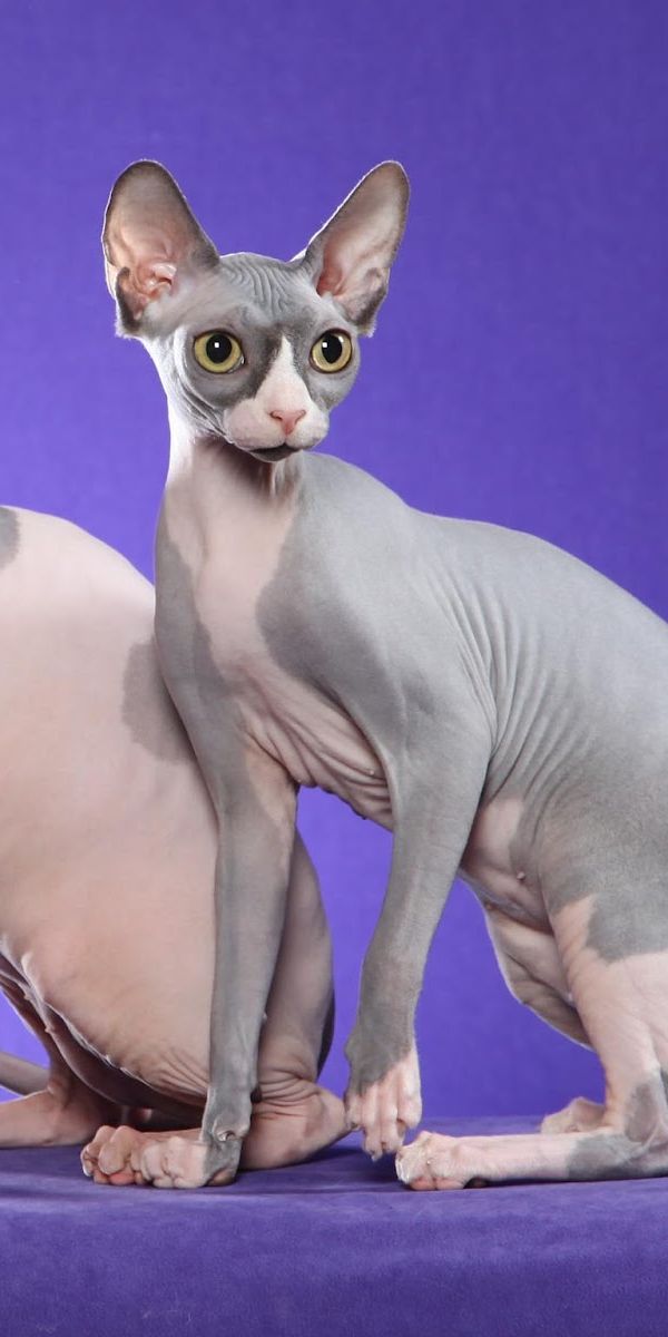 Sphynx Phone Wallpapers: Free 4K & HD Downloads | mob.org