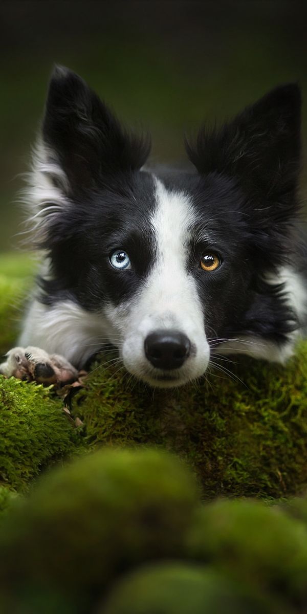 Phone wallpaper: Animal, Border Collie, Dog, Heterochromia, Moss, Stare ...