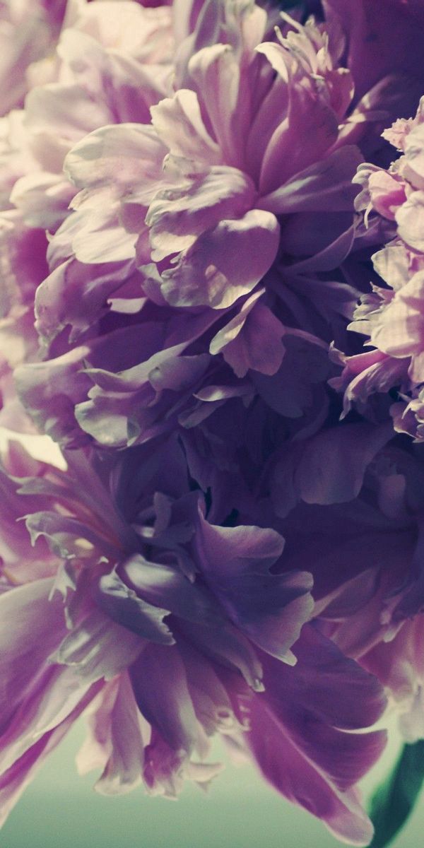 Free Tender 4K Wallpapers & Desktop HD Backgrounds for PC
