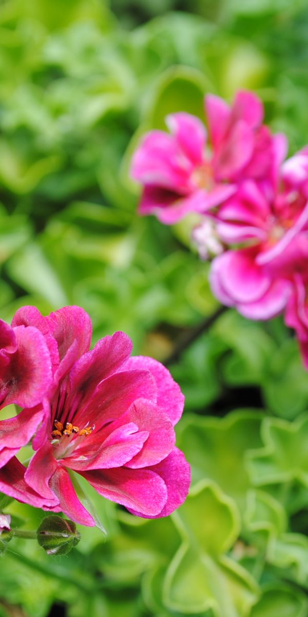 Free Pink Flower 4K Wallpapers & Desktop HD Backgrounds for PC