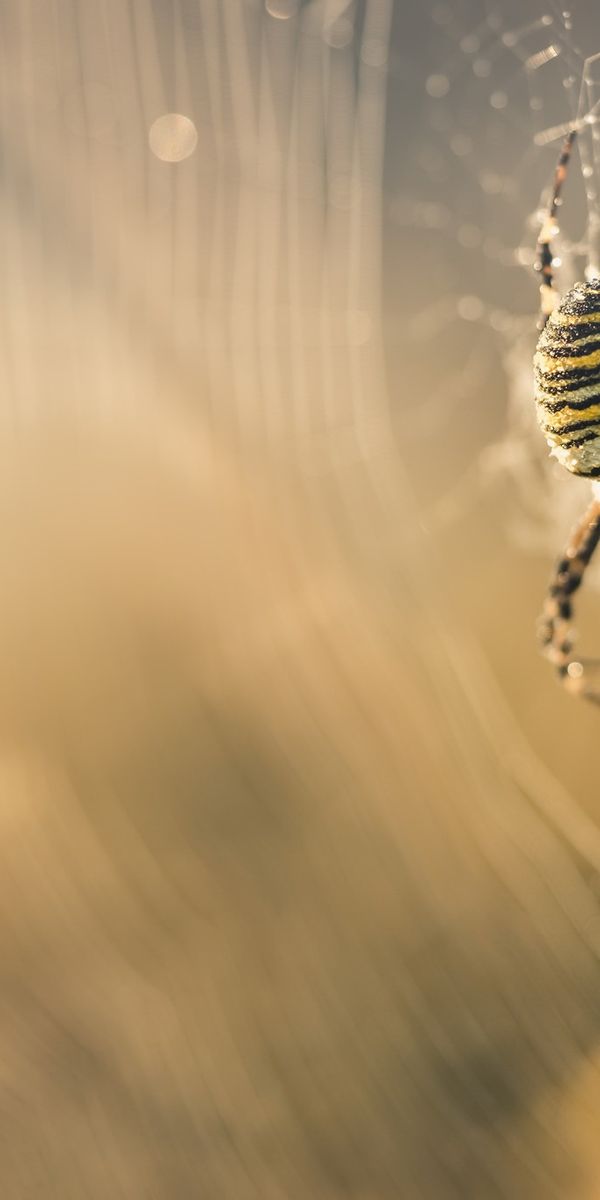 Desktop wallpaper: Animal, Spider, Arachnid, Macro, Spider Web, Spiders ...