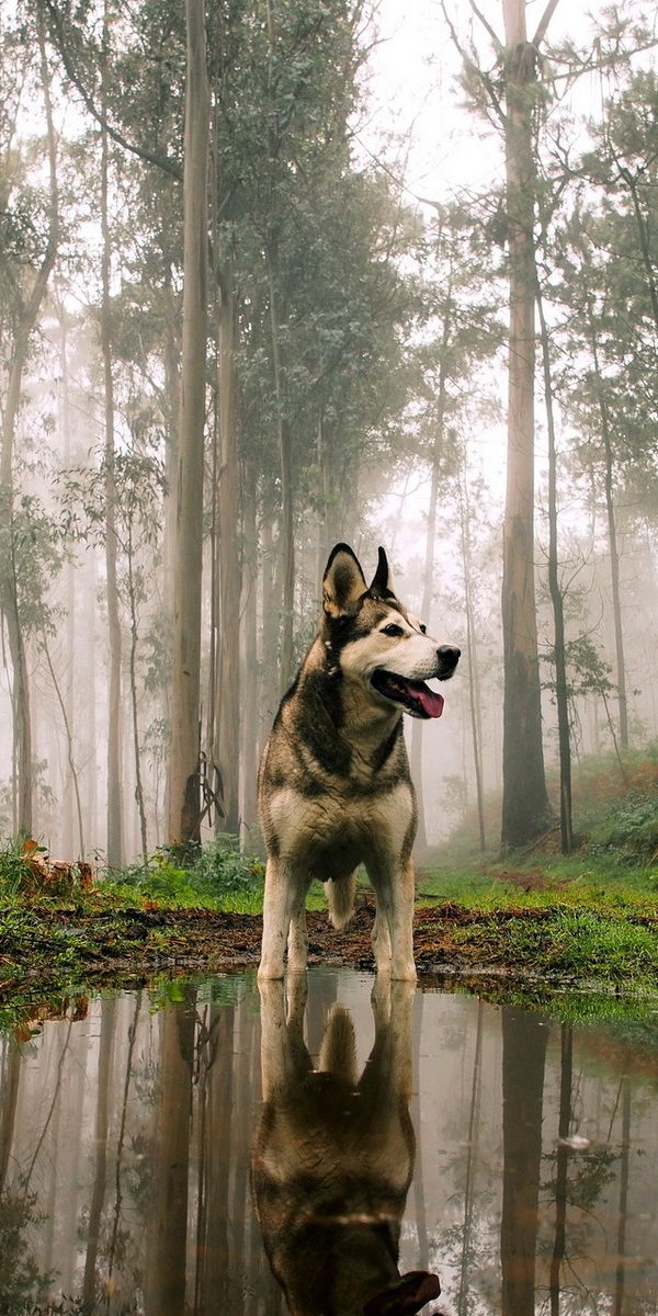 Phone wallpaper: Dogs, Dog, Animal, Husky, Forest, Reflection, Fog 344626