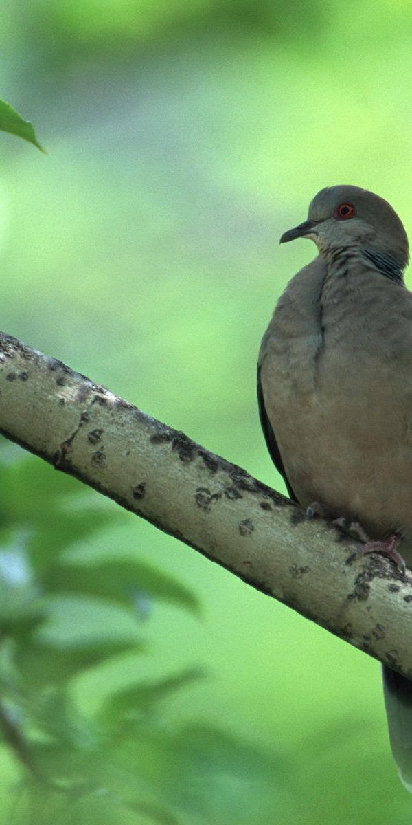 Free Collared Dove 4K Wallpapers & Desktop HD Backgrounds for PC