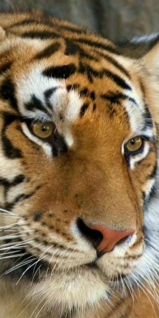 Phone wallpaper: Muzzle, Animals, Tiger, Eyes, Predator, Mustache ...