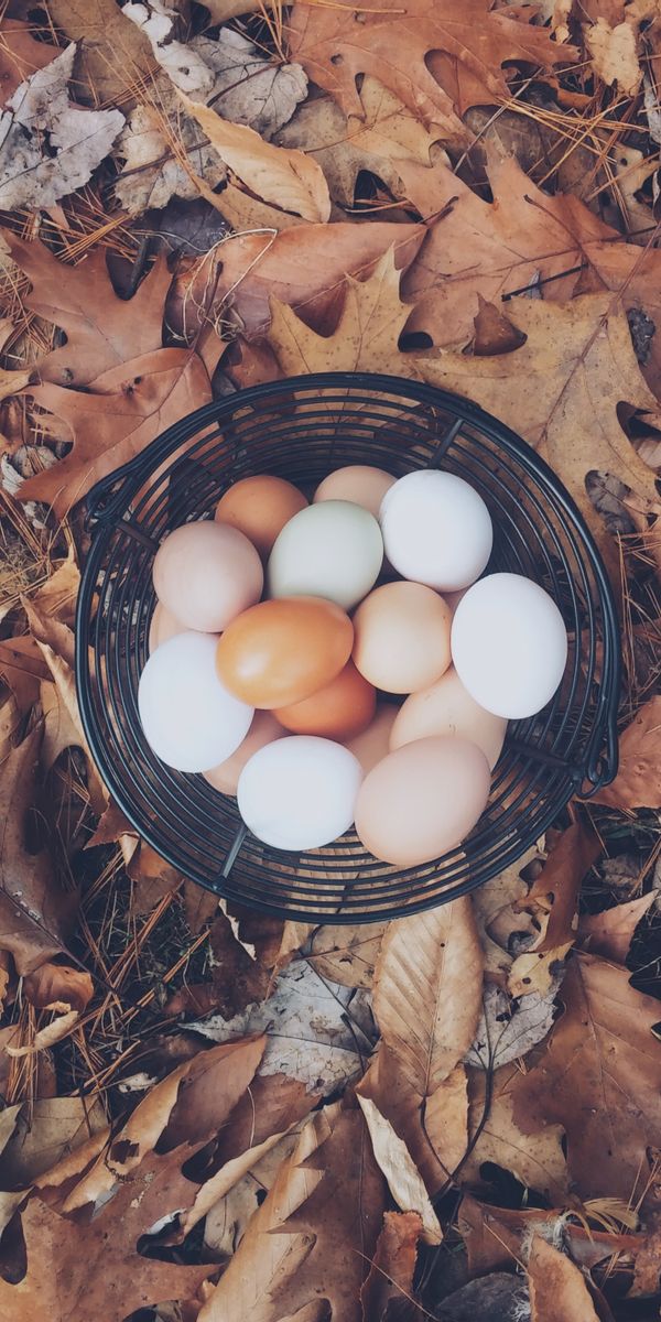 Eggs Phone Wallpapers: Free 4K & HD Downloads | mob.org