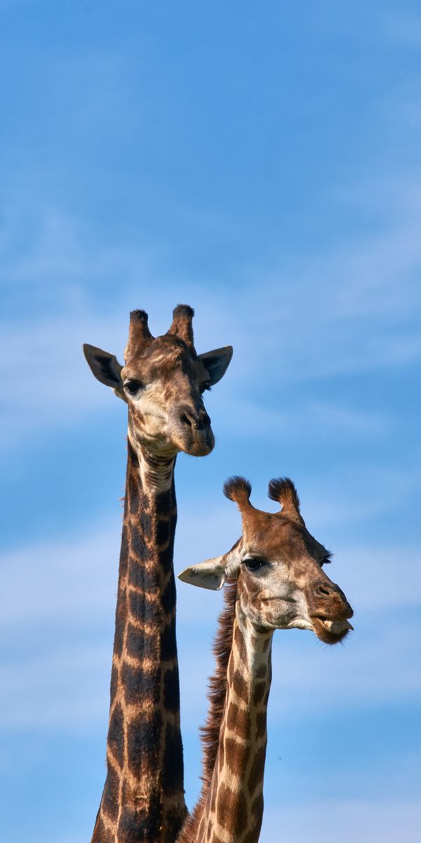 Long Neck Phone Wallpapers: Free 4K & HD Downloads | mob.org