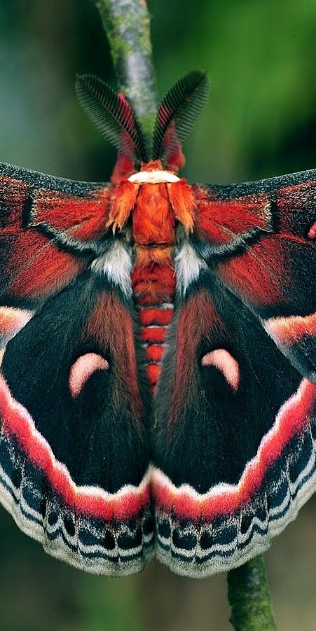 Cecropia Moth Phone Wallpapers: Free 4K & HD Downloads | mob.org