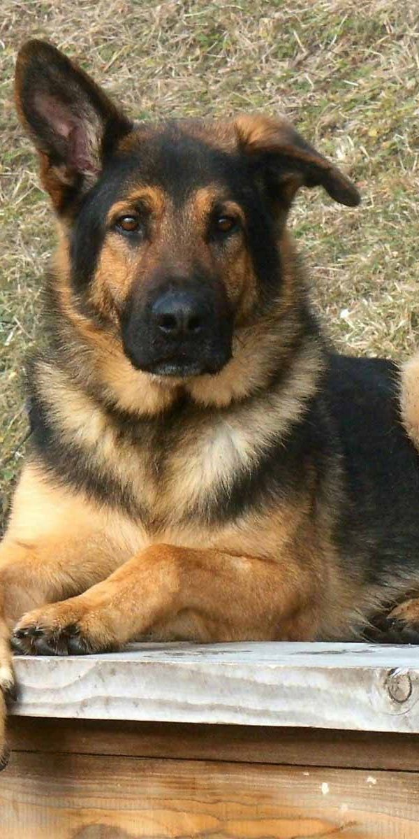 Fond d'écran HD: Berger Allemand, Animaux, Chien, Chiens télécharger ...