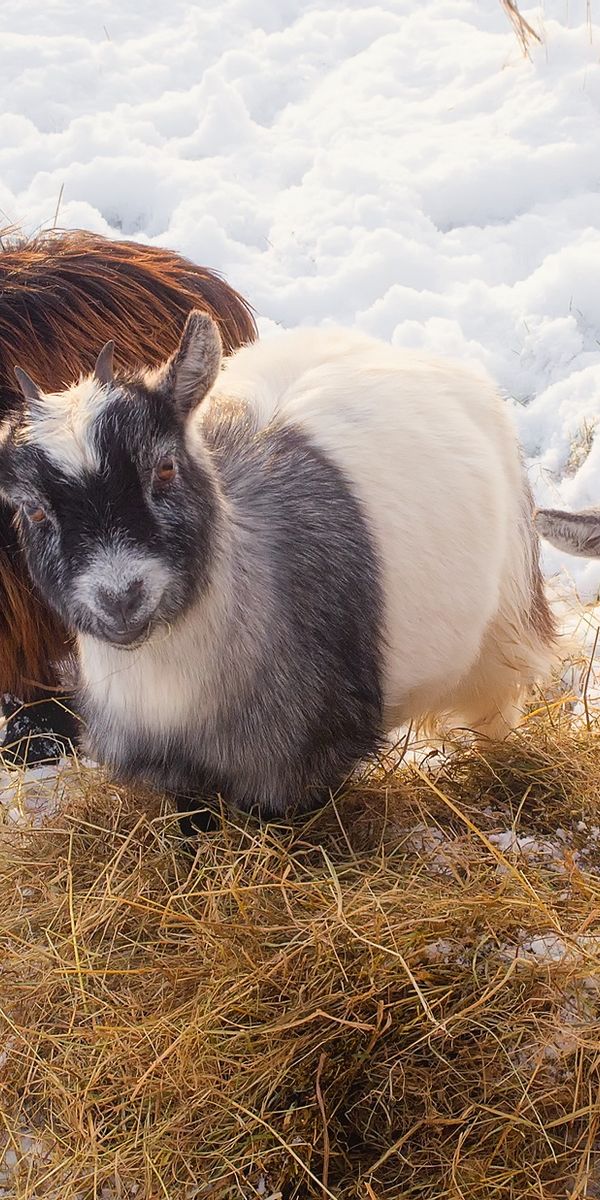 Pygmy Goat Phone Wallpapers: Free 4K & HD Downloads | mob.org