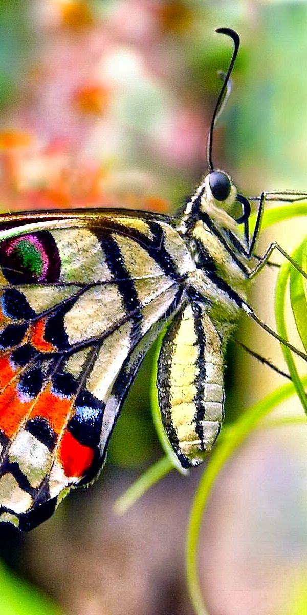 Phone wallpaper: Flower, Butterfly, Colorful, Colors, Pastel, Animal 617995