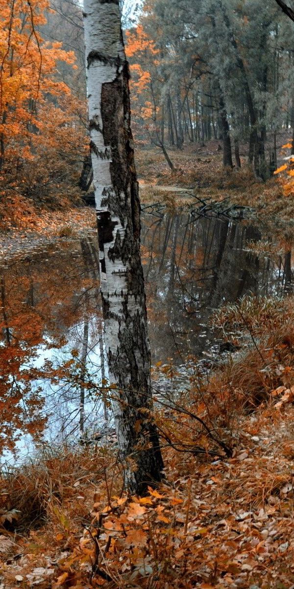 Leaf Fall Phone Wallpapers: Free 4K & HD Downloads | mob.org