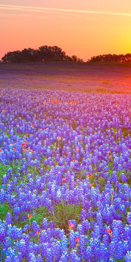 Free Texas Bluebonnets 4K Wallpapers & Desktop HD Backgrounds for PC