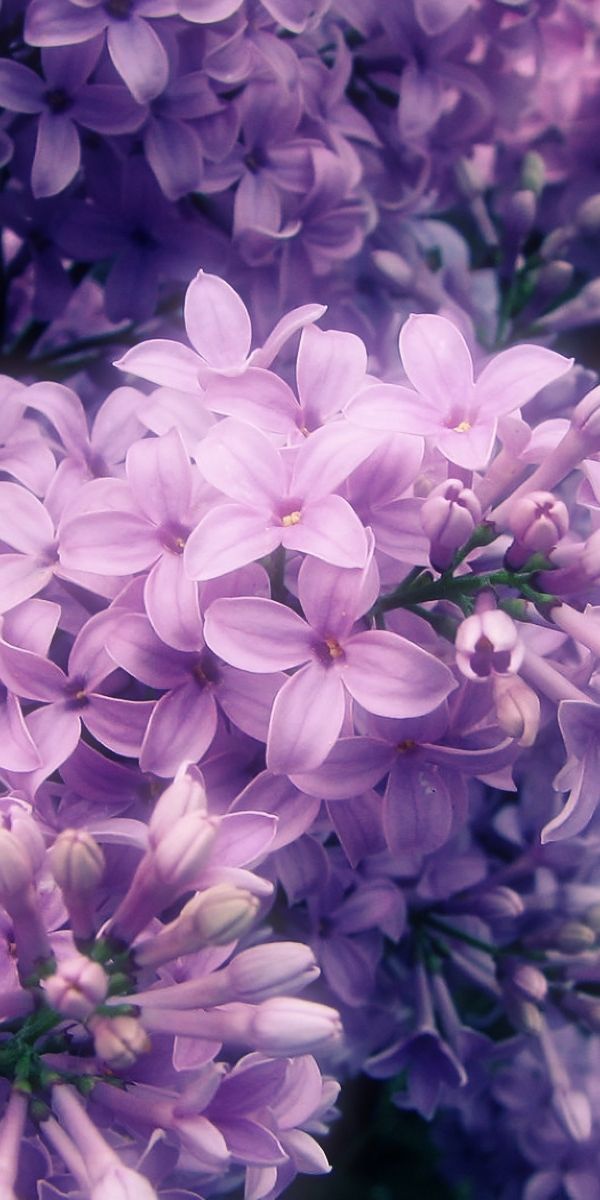 Phone wallpaper: Plants, Flowers, Violet 33322