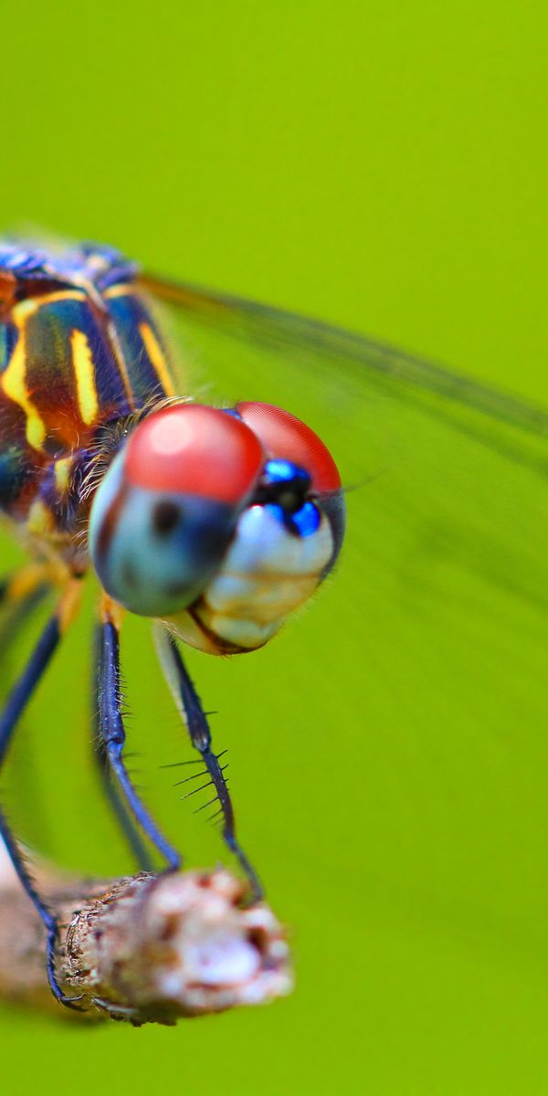 Phone wallpaper: Insects, Pictures, Butterflies 36768
