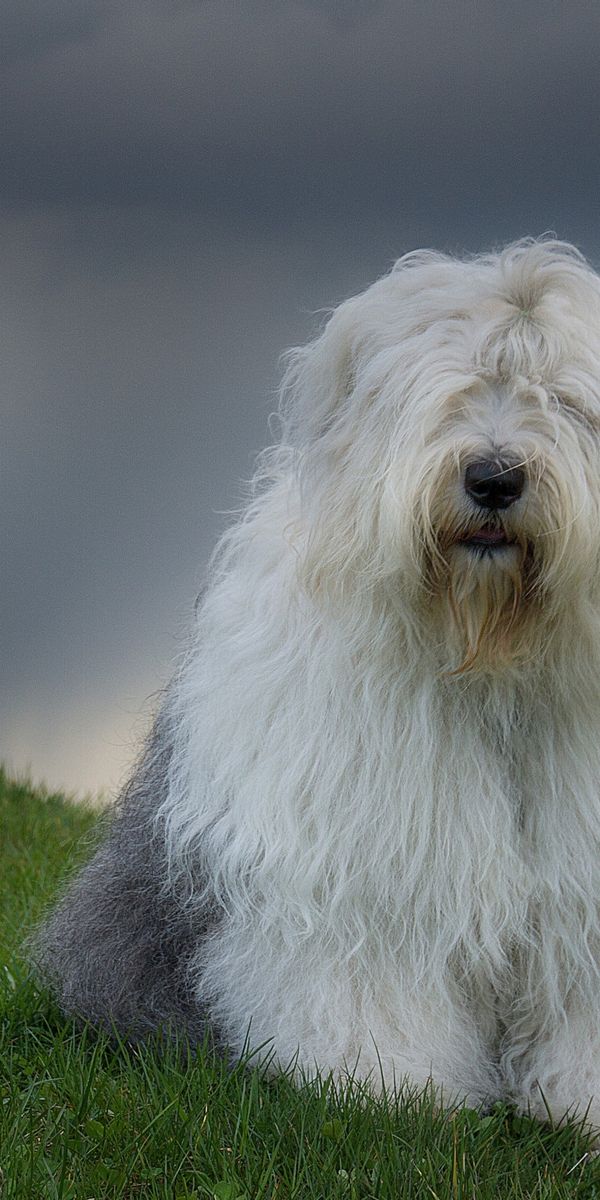 Free Sheepdog 4K Wallpapers & Desktop HD Backgrounds for PC