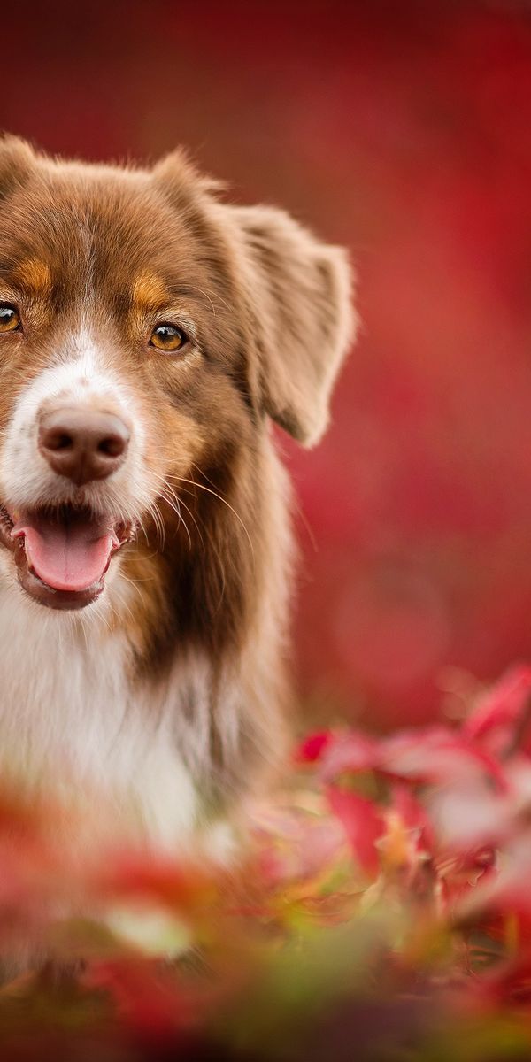 Phone wallpaper: Animal, Australian Shepherd, Blur, Dog, Fall, Muzzle ...