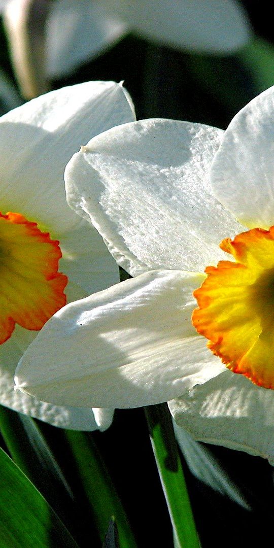 Télécharger fonds d'écran pour téléphone: Narcisse, Jonquille, Fleurs ...