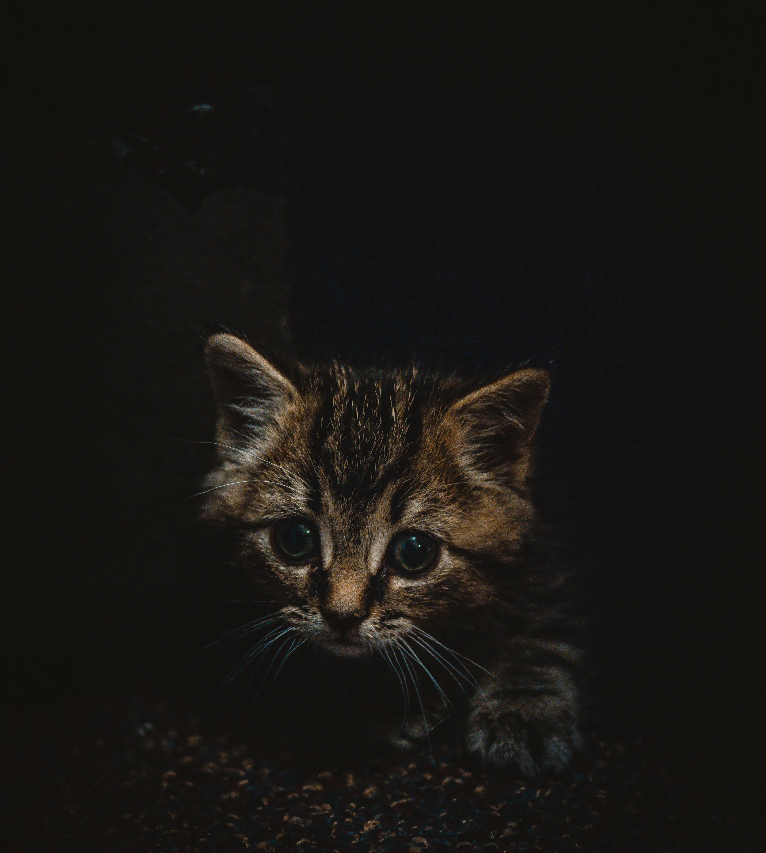 Free Meow 4K Wallpapers & Desktop HD Backgrounds for PC