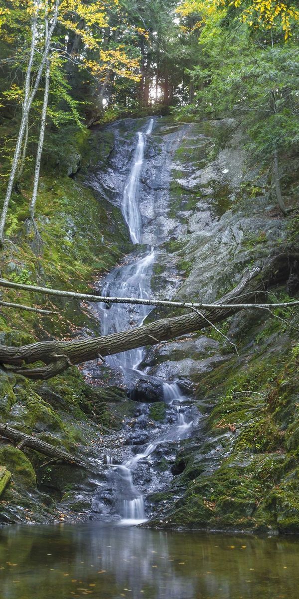Phone wallpaper: Earth, Waterfall, Forest, Log, Nature, Stream ...