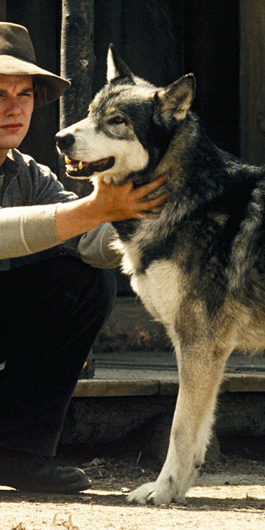 White Fang Phone Wallpapers: Free 4K & HD Downloads | mob.org