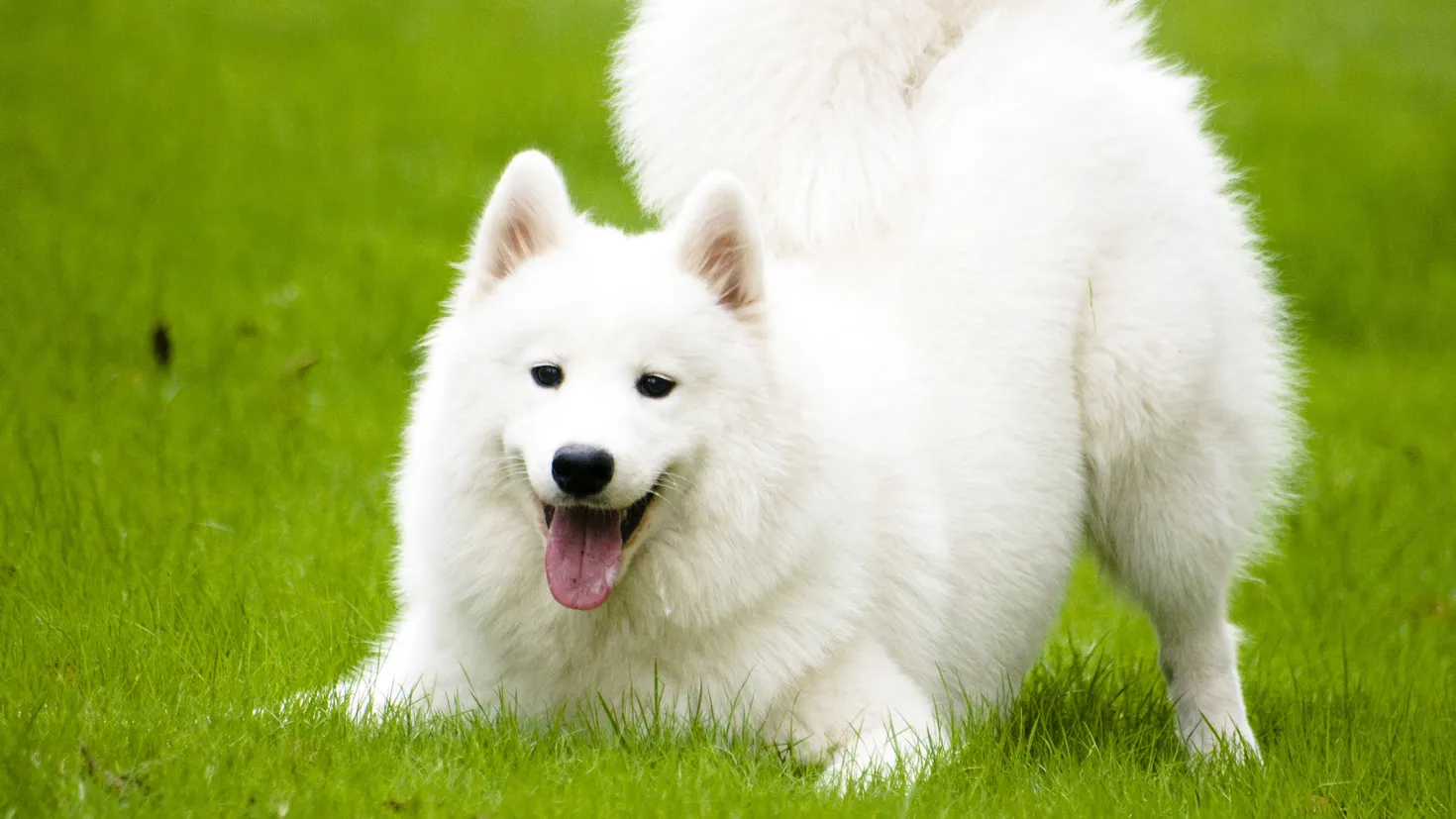 Desktop wallpaper: Samoyed, Animal, Dog, Dogs 4K free download for PC ...