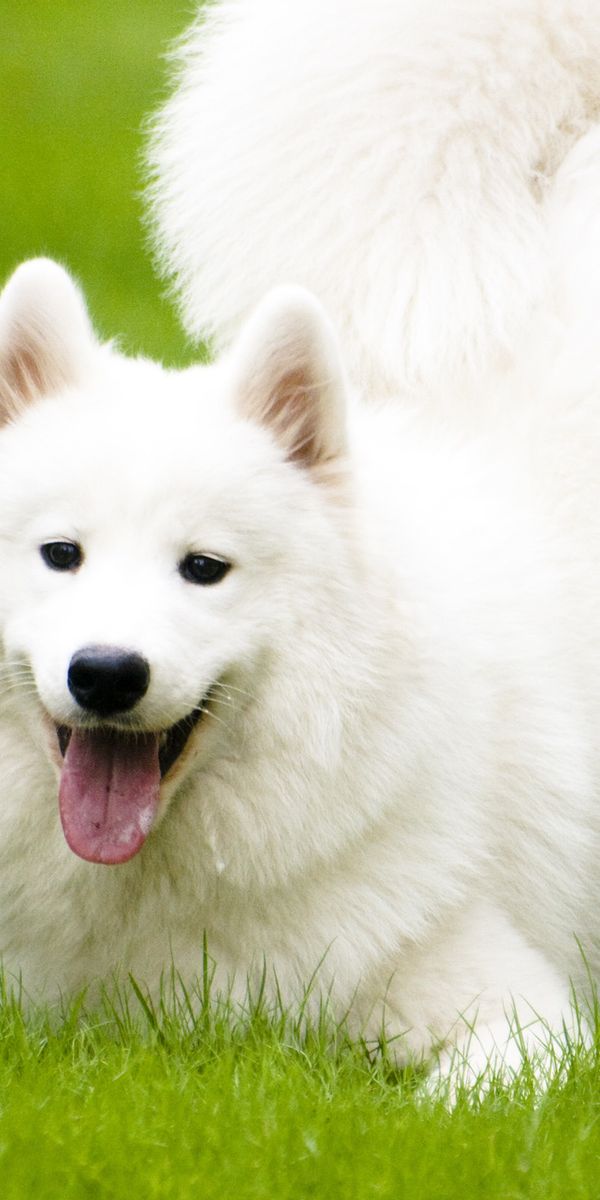 Desktop wallpaper: Samoyed, Animal, Dog, Dogs 4K free download for PC ...