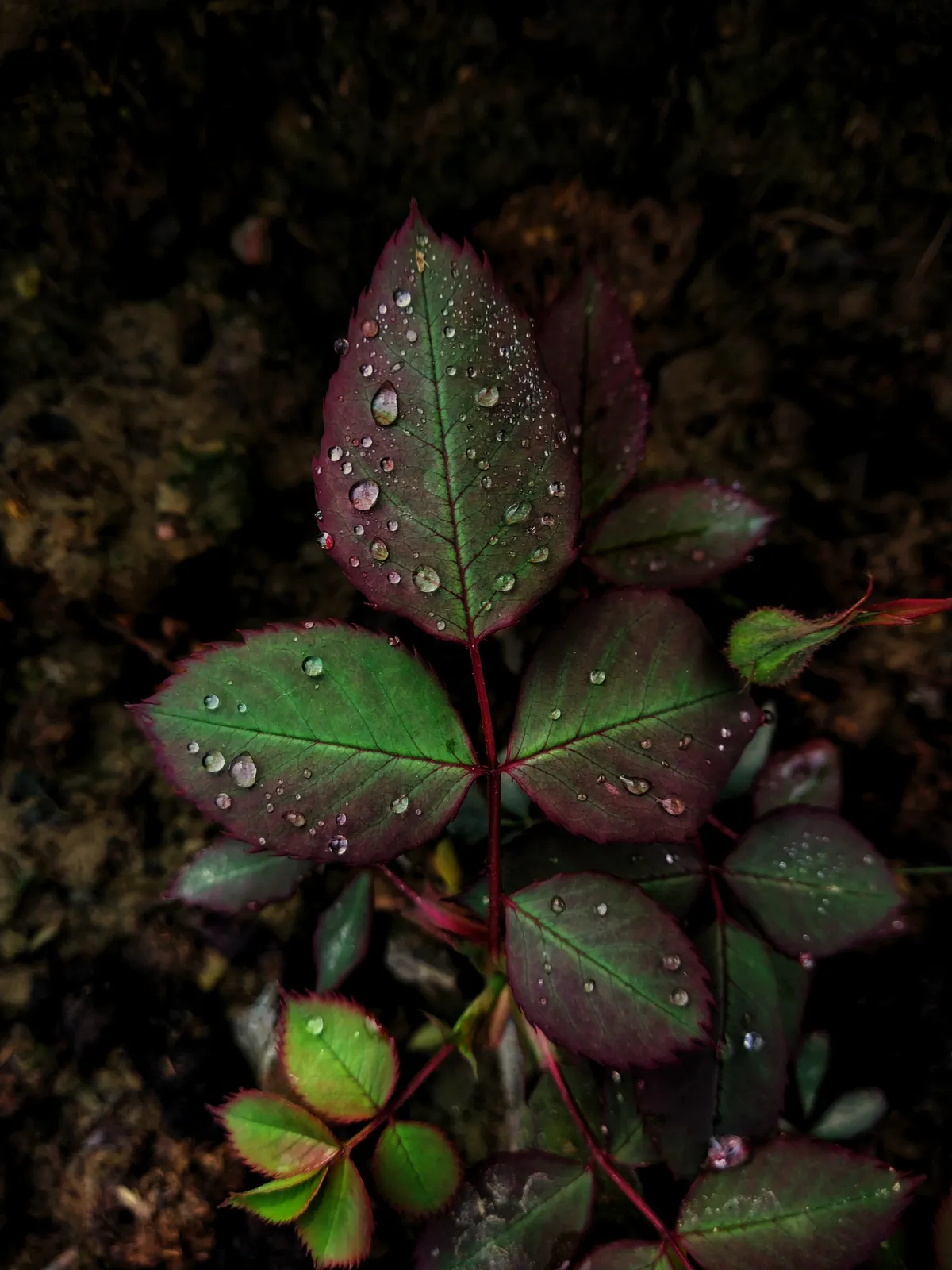Free Leaves 4K Wallpapers & Desktop HD Backgrounds for PC