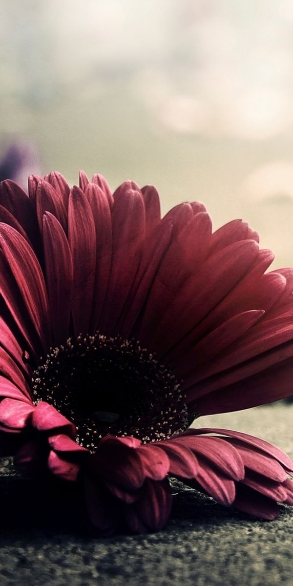 Phone wallpaper: Earth, Flower, Flowers 1088133