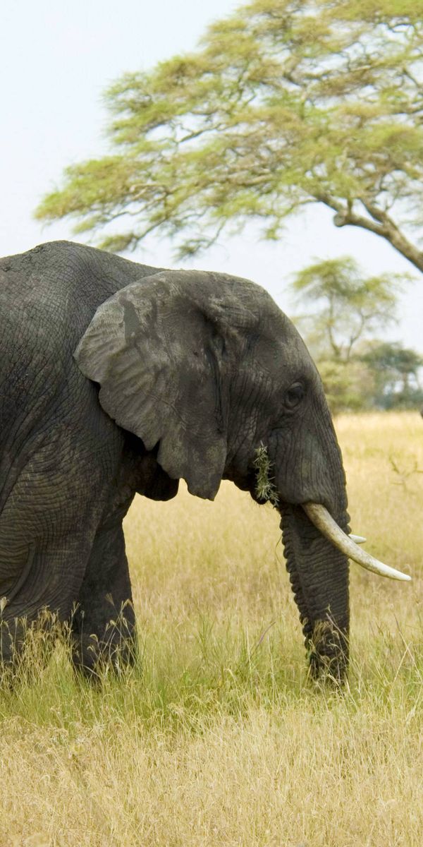 Fondo de pantalla de PC Animales, Elefante Africano De Sabana ...