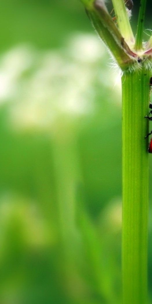 Phone wallpaper: Insects, Ladybugs 48439