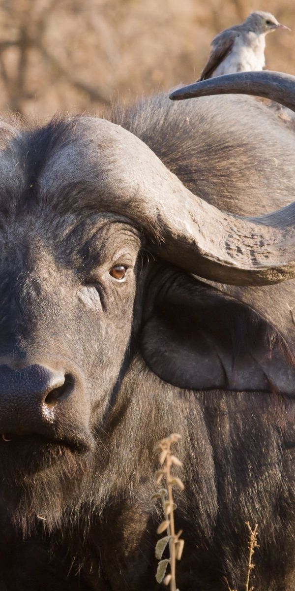 Free African Buffalo 4K Wallpapers & Desktop HD Backgrounds for PC
