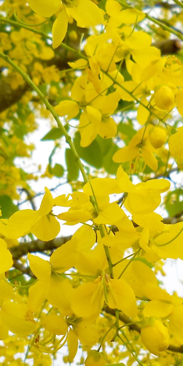 Amaltas Phone Wallpapers: Free 4K & HD Downloads | mob.org